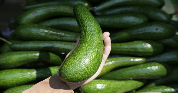 Bơ Đà Lạt - Các loại bơ & giá trị dinh dưỡng không phải ai cũng biết