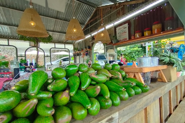 Bơ Đà Lạt - Các loại bơ & giá trị dinh dưỡng không phải ai cũng biết