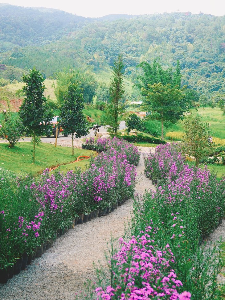 Những con đường đẹp ở Đà Lạt đã đến là không muốn về